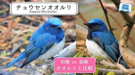 Zappey Sflycatcher Cyanoptila Cumatilis