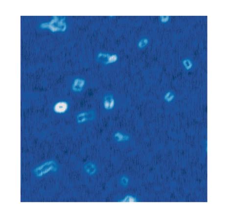 Isotactic Polypropylene