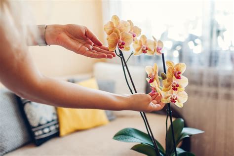 Comment Prendre Soin De Son Orchidée Gardencenterch