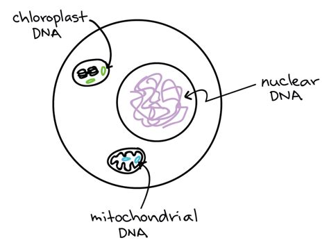 Nucleus Drawing At Getdrawings Free Download