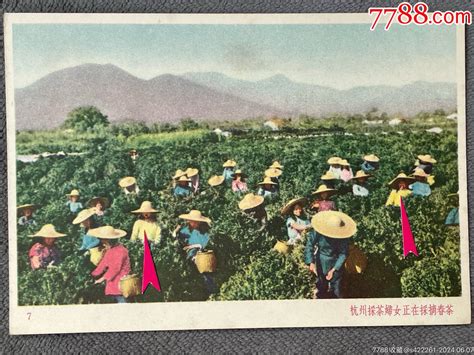中國人民赴朝慰問團赠军邮明信片普通明信片大鹏收藏品店【7788收藏收藏热线】
