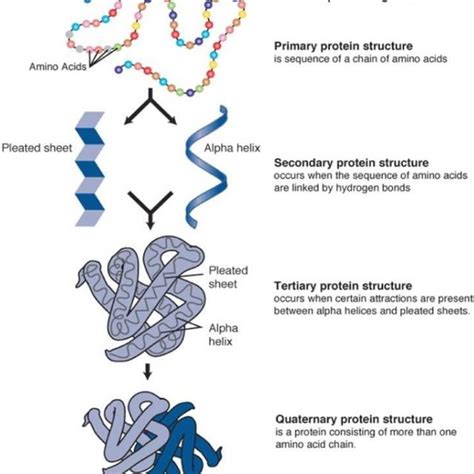 The Four Classes Of Protein Structure Https Nih Gov Download Scientific Diagram