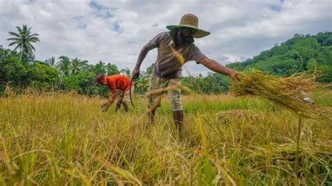 නව රජයේ පළමු කැබිනට් හමුවේදී ම සහල් ආනයනයට තීරණය කළේ ඇයි Bbc News සිංහල