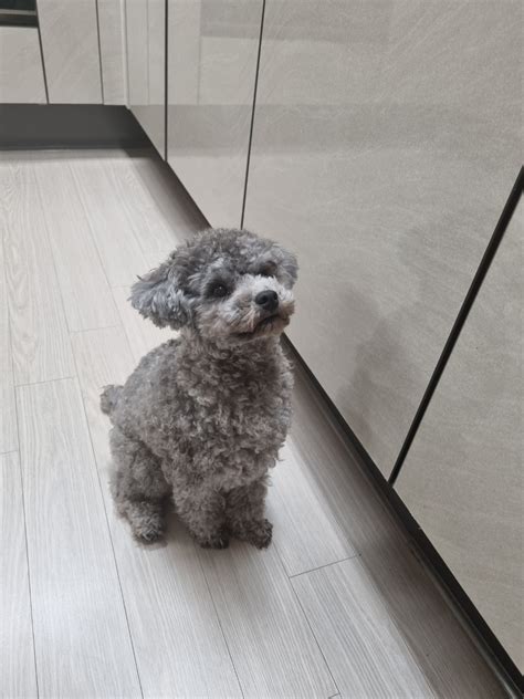 실버푸들 콩이 강아지 책임분양 강아지•고양이입양 강아지보호소 고양이보호소 무료분양 아이조아보호소