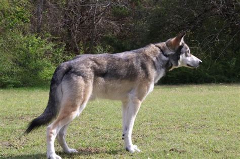 He Never Holds His Head Up So High Looks Like A Giraffe And Why Does He Look So Buff R