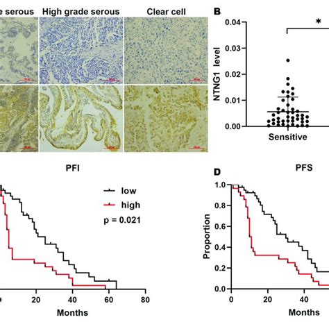 Ntng1 Bound Gas6 Axl To Activate The Axl Akt Pathway N 3 A F