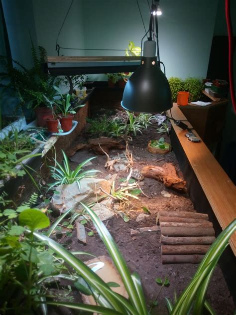 My Tortoise Table R Tortoise