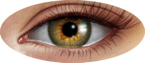 Human Eye Retina Anatomy Pupil Vision Png Human Eye Retina Anatomy Pupil Vision Png