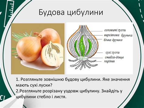 Пагін Підземні видозмінені пагони презентация онлайн