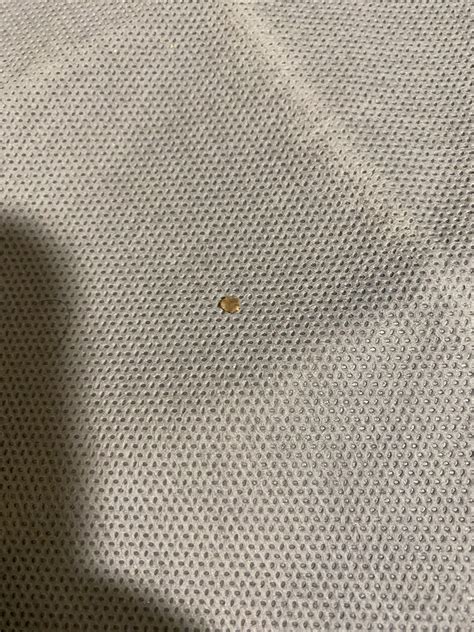 Is This A Bed Bug Shed Rbedbugs