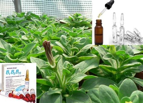 Витамины для рассады петунии можно купить в аптеке | Plant leaves ...