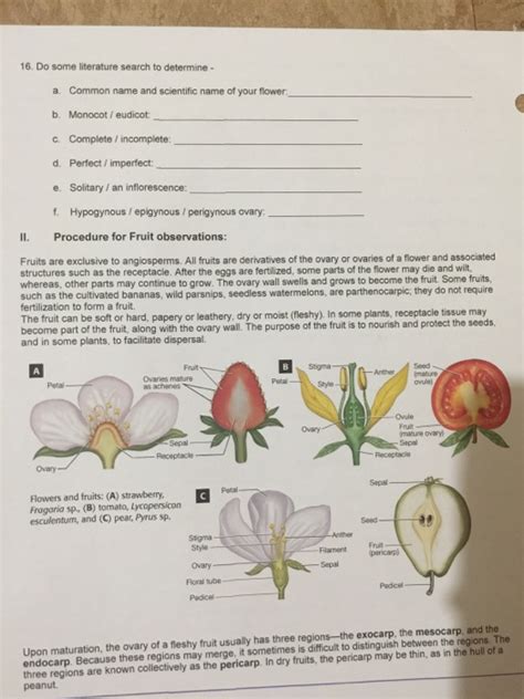 Flower Sepal Function