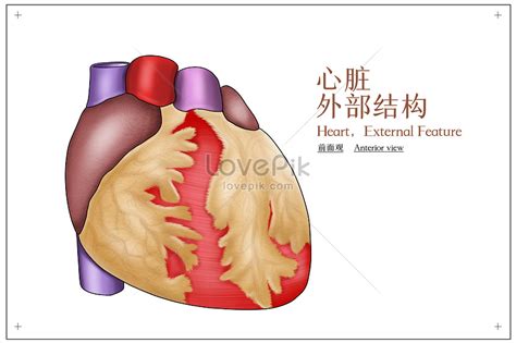 Front View Medical Illustration Of The External Structure Of The