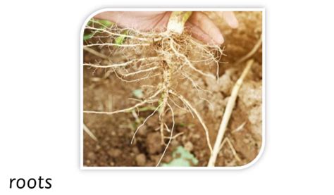 Plant Sorting Activity Kew Endeavour