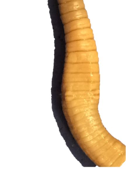 Earthworm External Anatomy Ventral Diagram Quizlet