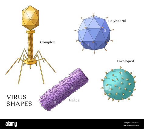 Morphological Types And Size Of Viruses Vector Illust