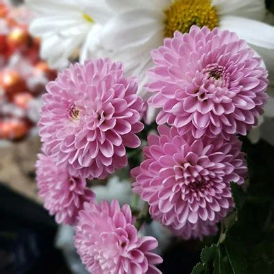 免费节点 ClashX Node节点订阅官网 第2页