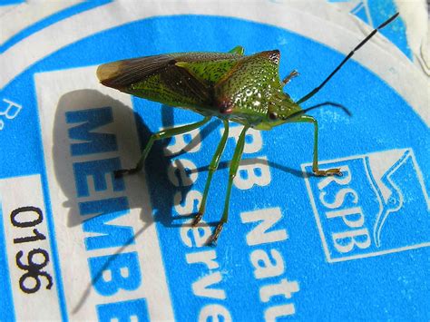 Ready For Lift Off Hawthorn Shieldbug Roger Butterfield Flickr