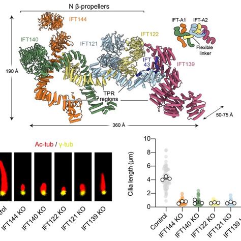 Architecture Of The Complete Ift A Complex And Importance Of Its