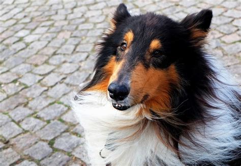 Free Picture Pet Dog Cute Canine Animal Portrait Fur Ground
