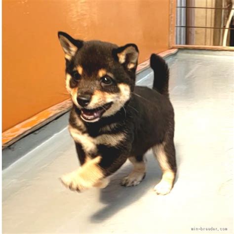 感心する 威する コンパス 黒 柴 豆 柴 子犬 Shhjjp