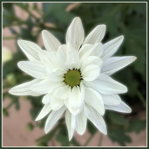 Fibonacci Sequence Flower