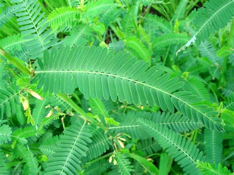 Aeschynomene Indica L