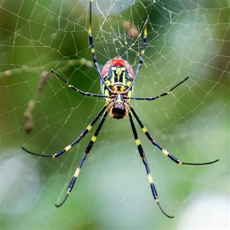 Spider Webs Are Inauspicious 5 Ways To Clean Them Spider Webs ਮੱਕੜੀ