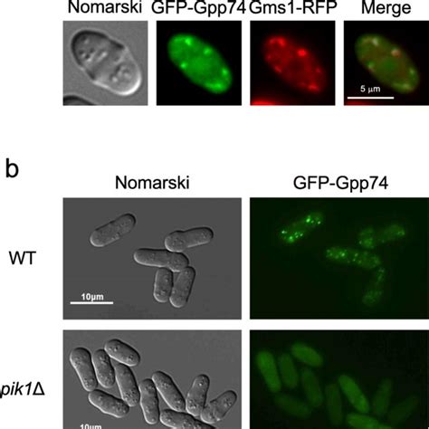 Subcellular Localization Of Gpp74p A Gfp Tagged Gpp74p And The