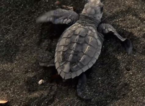 Sea Turtle Album On Imgur