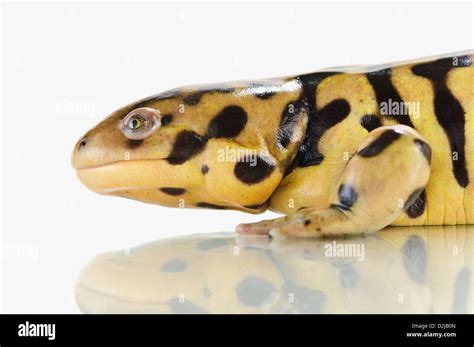 Tiger Salamanders Fotos Und Bildmaterial In Hoher Auflösung Alamy