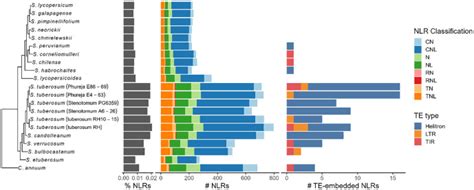 Resistify A Novel Nlr Classifier That Reveals Helitron Associated Nlr