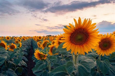 산업 사물인터넷iot 생산 라인 효율성을 위한 Iot 기반 자동화 시스템