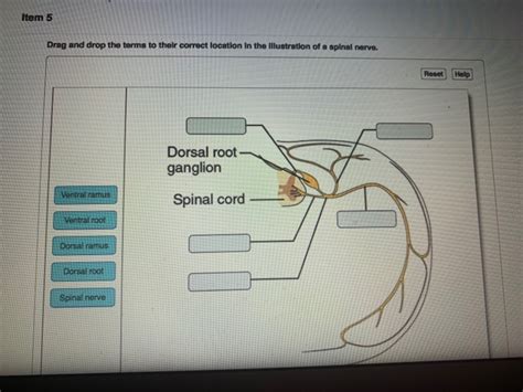 Solved Tem 5 Drag And Drop The Terms To Their Correct