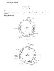 Plasmid Docx Modern Biology I Laboratory Laboratory Plasmid Mapping Aim The Aim Of The