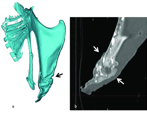 3d Model A And Ct Image B Of A 75 Week Hen Showing Multiple