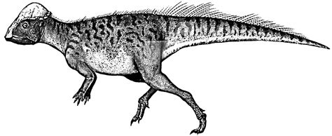 Tierprofil Platytholus Clemensi Die Weißen Steine