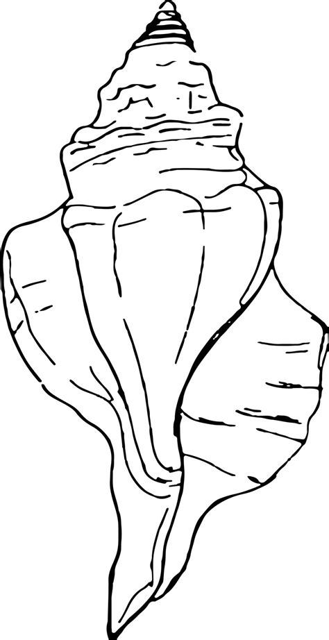 Sea Shell Outline Sketch Isolated On White Linear Simple Vector