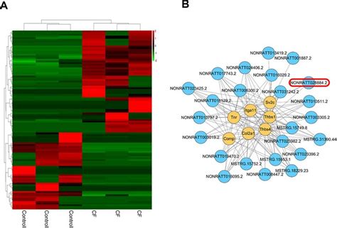 differentially expressed lncrnas in cf and normal rat hearts a