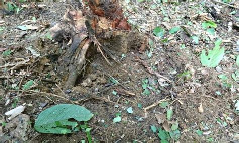Militar Cayó En Campo Minado Y Con Granadas Atacaron Estación De