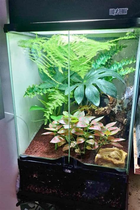 20 Arboreal Tarantula Enclosure Ideas