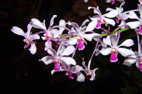 Vanda Coerulescens