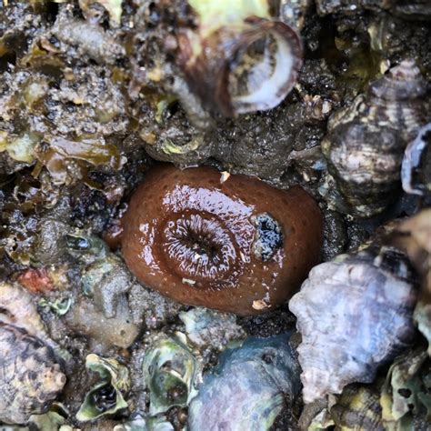 海辺の生き物【ヨロイイソギンチャクとベリルイソギンチャク 】 アース・ミュージアム元宇品