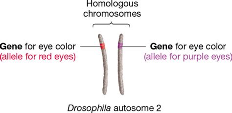 Biol 105 Quiz 6 Flashcards Quizlet