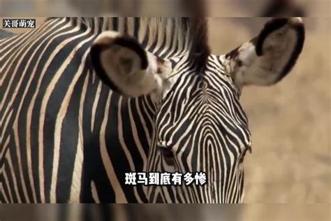 斑马被鳄鱼一招锁喉