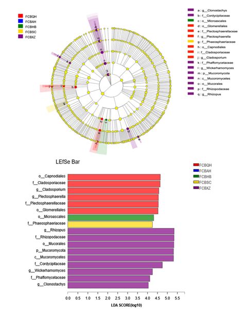 Lefse Analysis Of Differences In Fungal Community Ranging From The Download Scientific Diagram