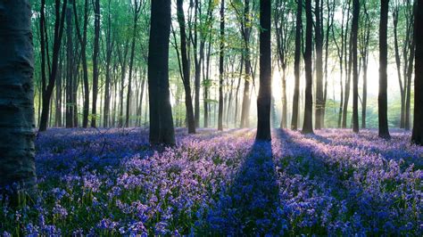 Forest Desktop Wallpaper Hd Pixelstalk Net