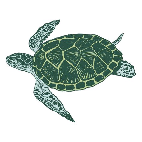 Sea Turtle Realistic 20812398 Vector Art At Vecteezy