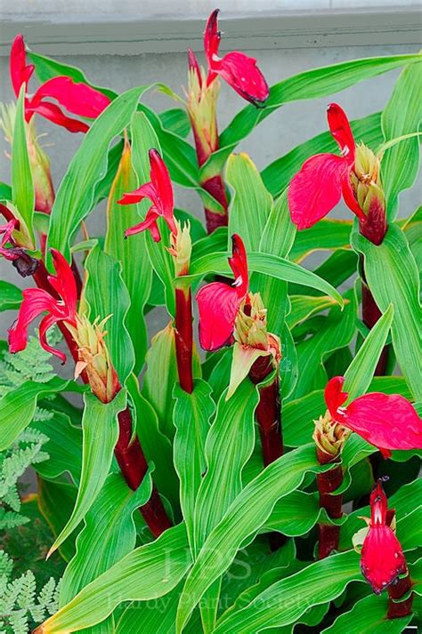 Roscoea Purpurea F Rubra