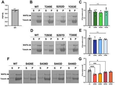 Differential Regulation Of Map2 By Phosphorylation Events In Proline Rich Versus C Terminal